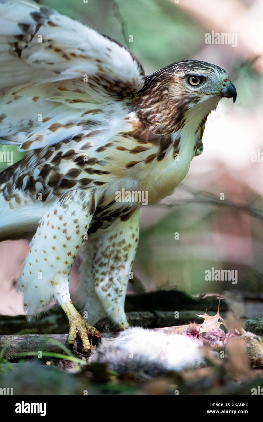Hawk with Kill Stock Photo - Alamy