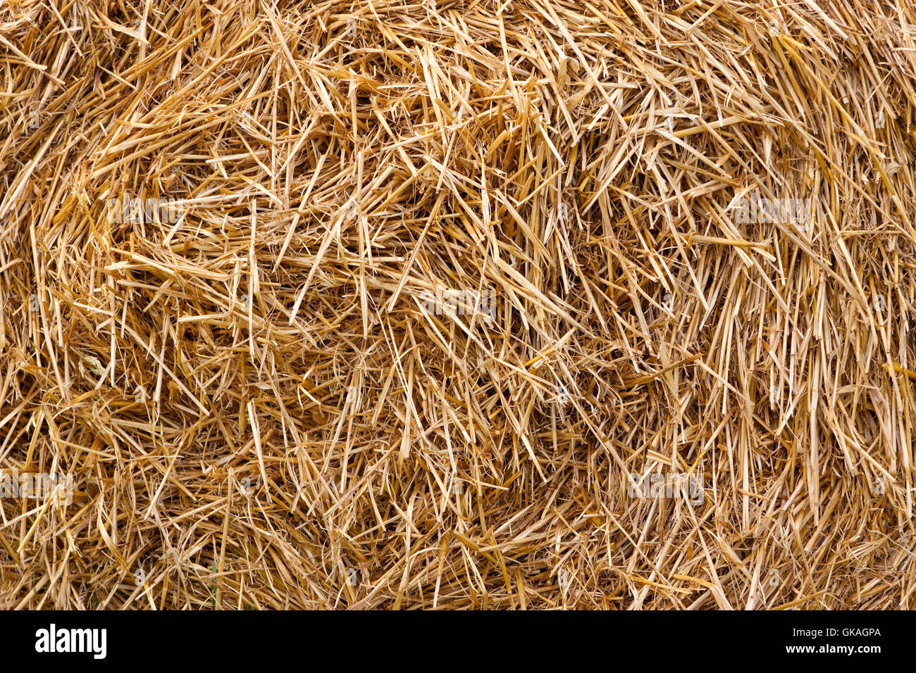 Straw litter hi-res stock photography and images - Alamy