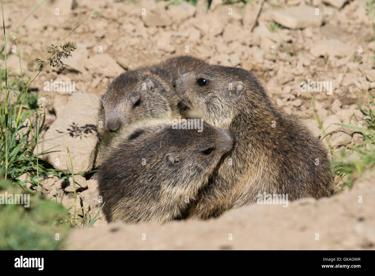 young Alpine Marmots (Marmota marmota) play-fighting outside their burrow entrance Stock Photo ...