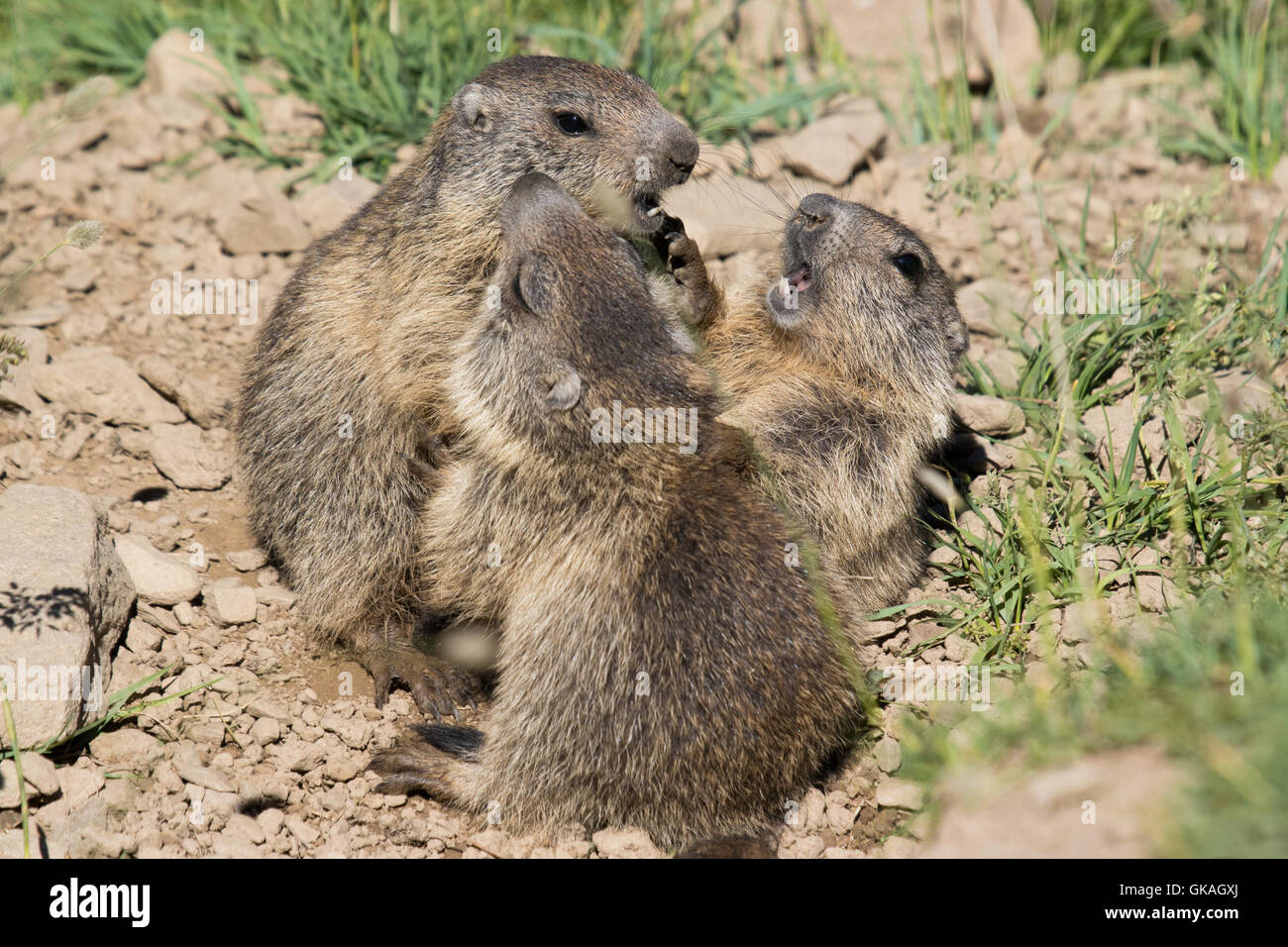 young Alpine Marmots (Marmota marmota) play-fighting outside their burrow entrance Stock Photo ...