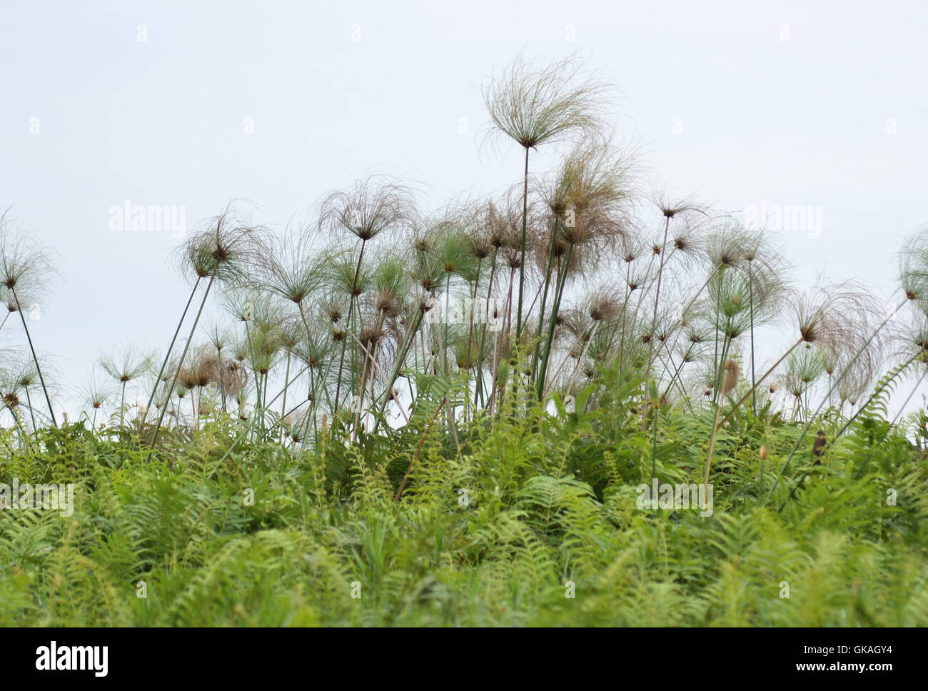 papyrus plants near lake victoria Stock Photo - Alamy