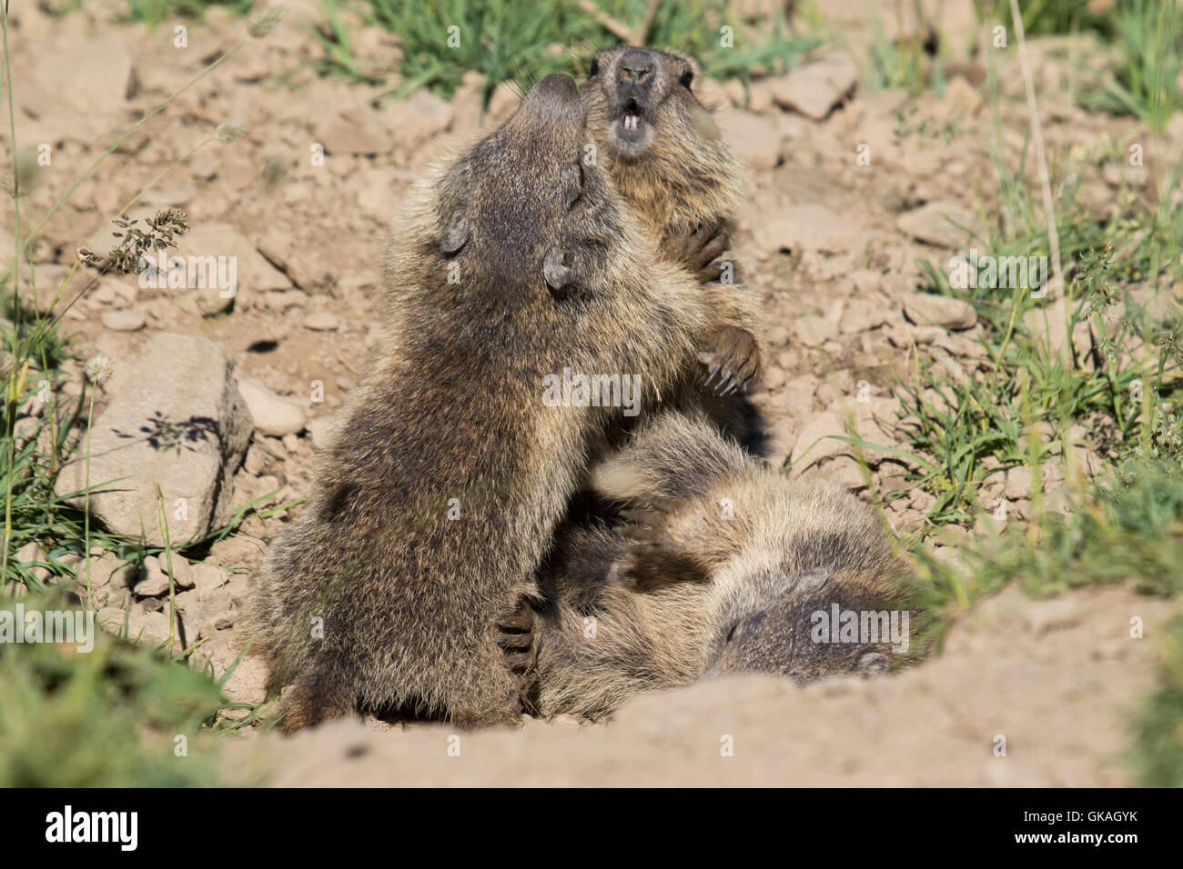 young Alpine Marmots (Marmota marmota) play-fighting outside their burrow entrance Stock Photo ...
