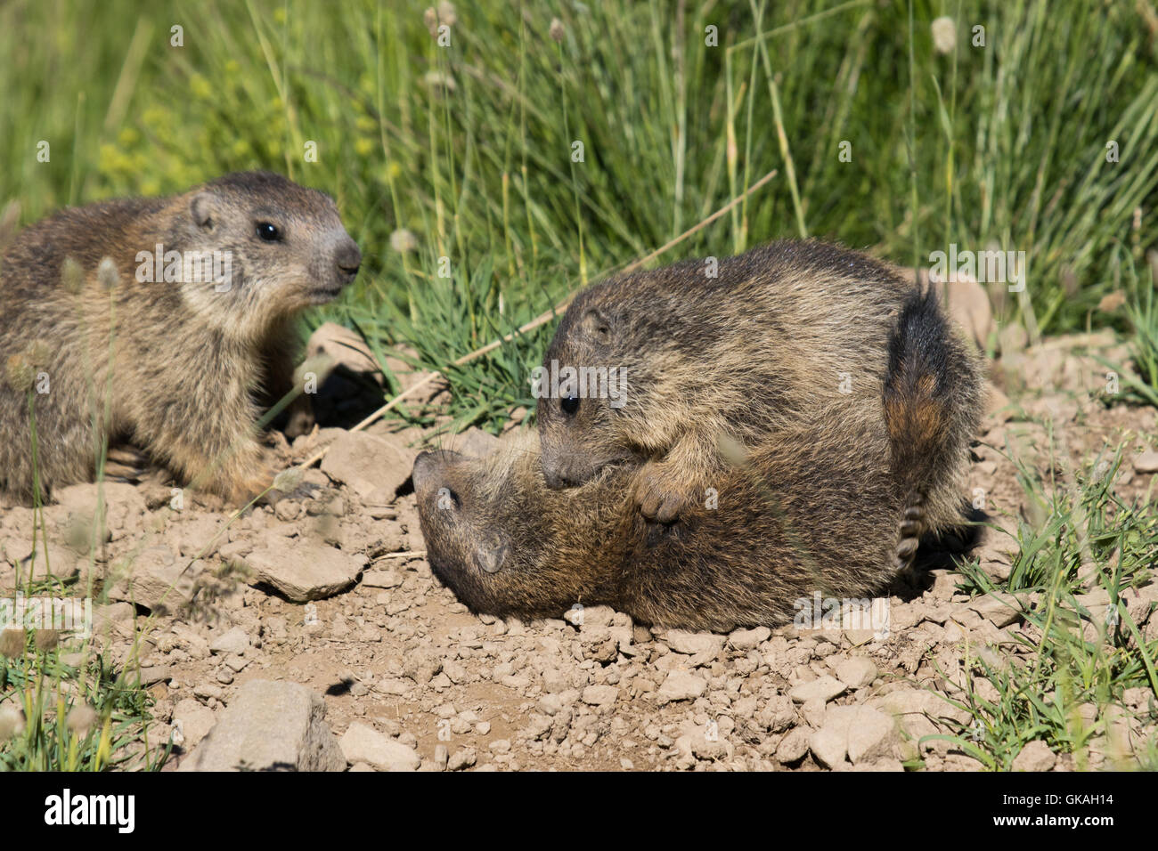 young Alpine Marmots (Marmota marmota) play-fighting outside their burrow entrance Stock Photo ...