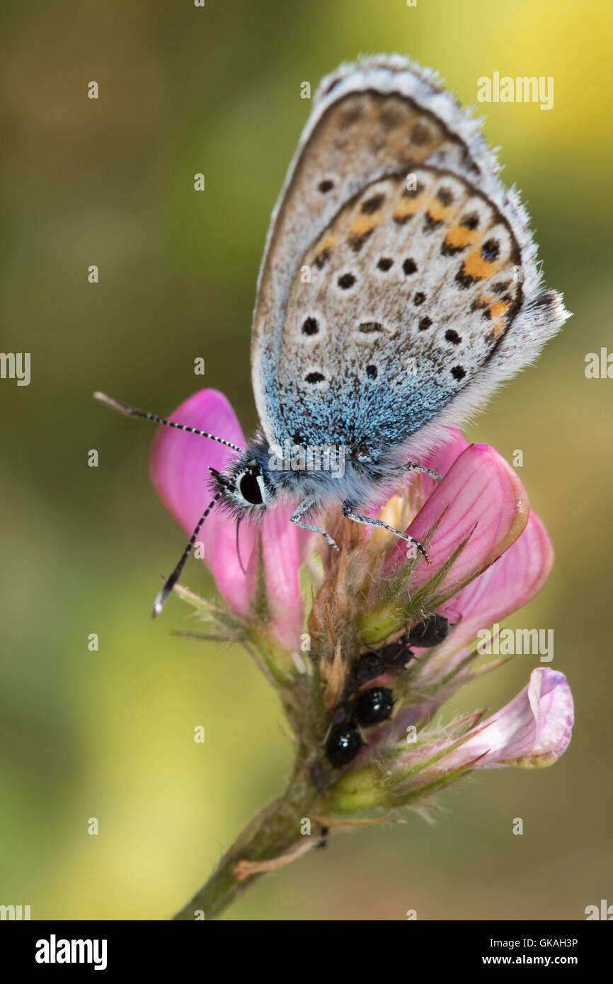 Idas blue butterfly hi-res stock photography and images - Alamy