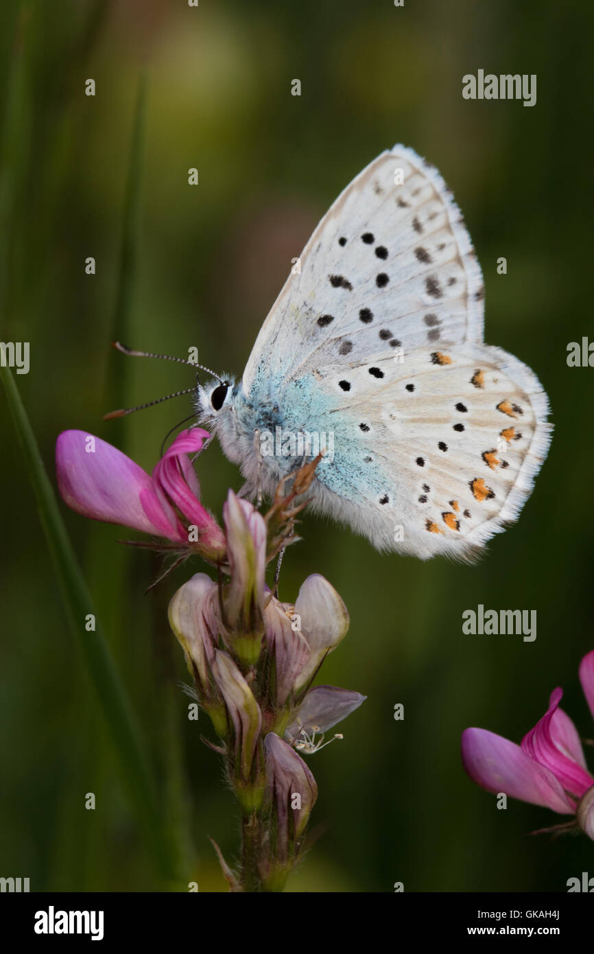 Turquoise blue butterfly hi-res stock photography and images - Alamy
