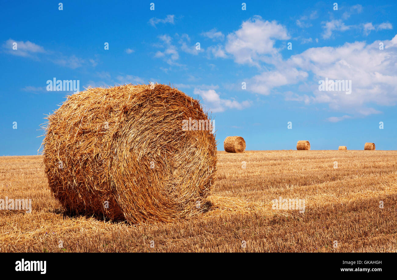 bread agriculture farming Stock Photo - Alamy