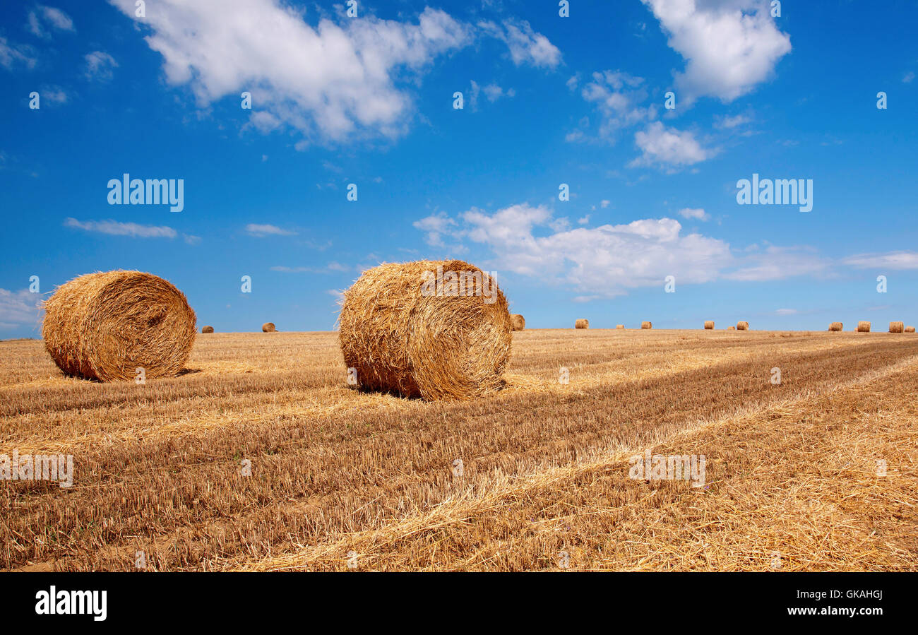 bread agriculture farming Stock Photo - Alamy