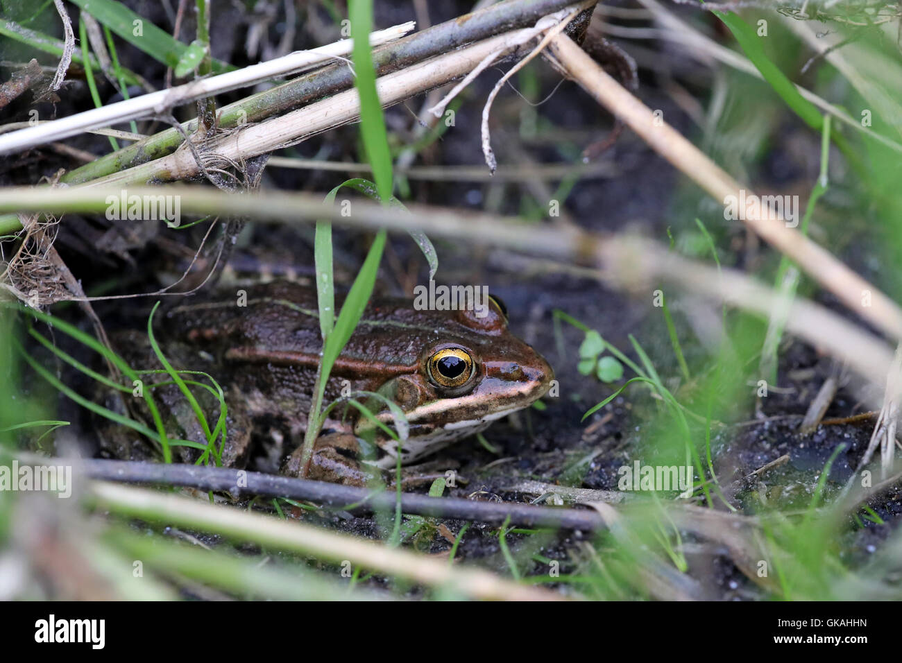 Mimetism hi-res stock photography and images - Alamy