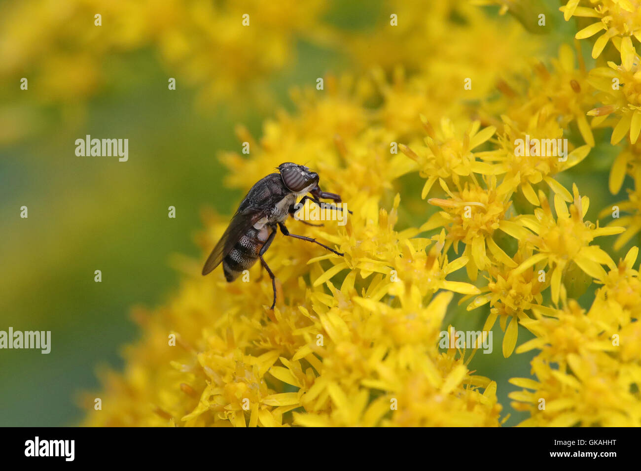Striped fly on colorful yellow flowers Stock Photo - Alamy