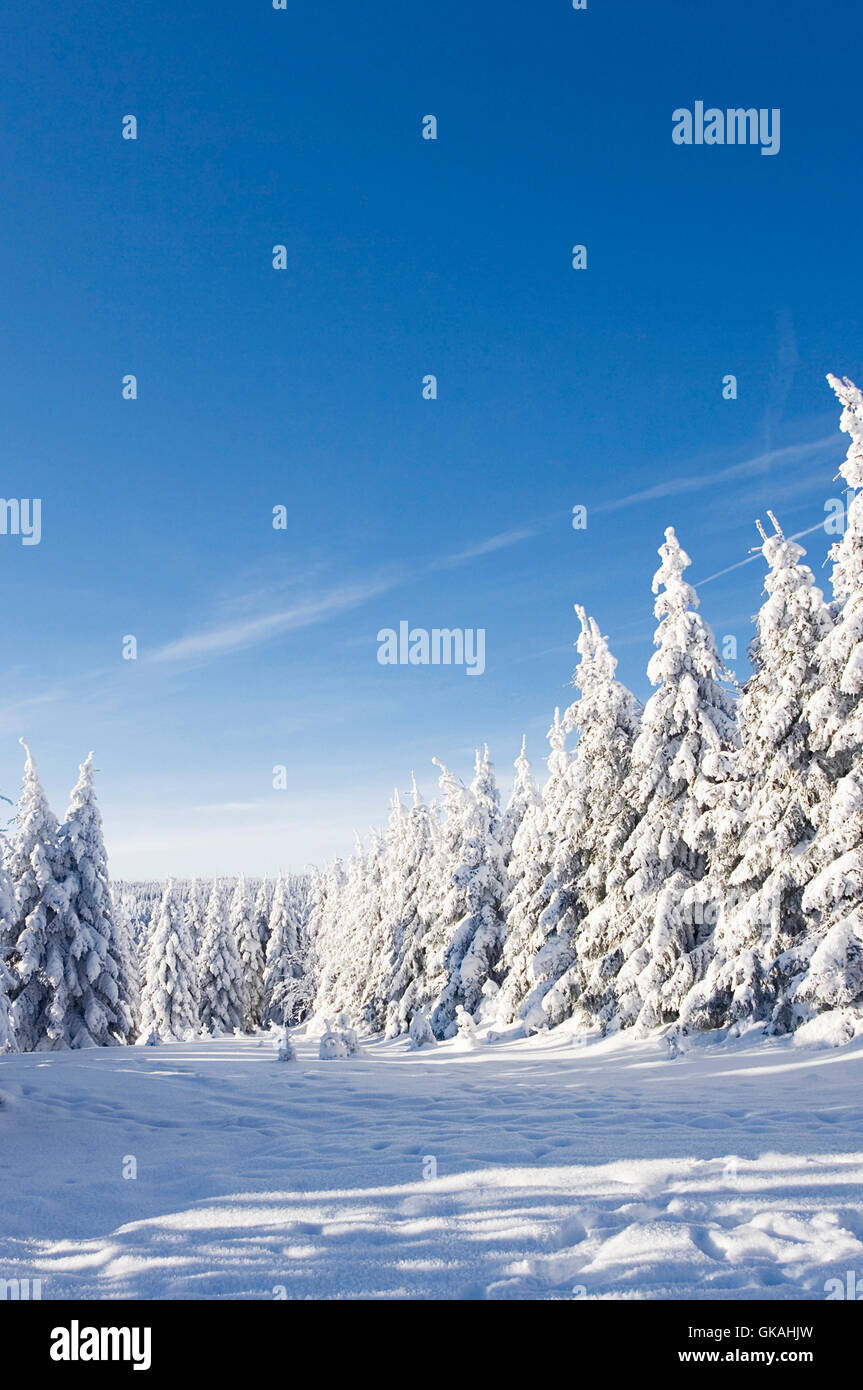 Tree trees winter resin hi-res stock photography and images - Alamy