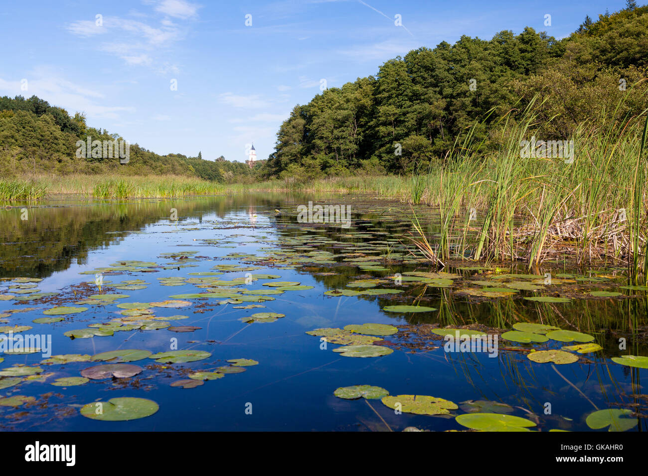 church tree trees Stock Photo - Alamy
