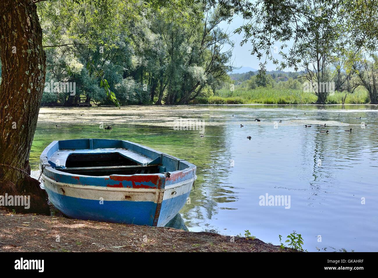Fresh water lake wildlife hi-res stock photography and images - Alamy