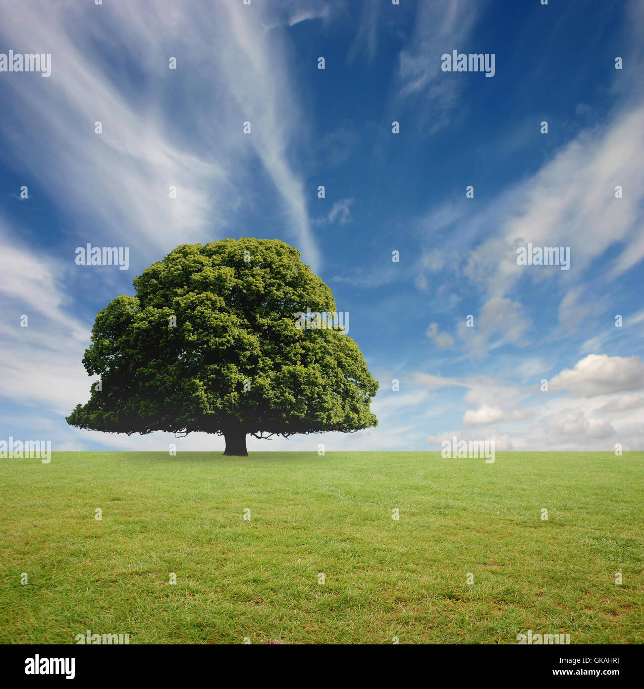 Lone single pasture hi-res stock photography and images - Alamy