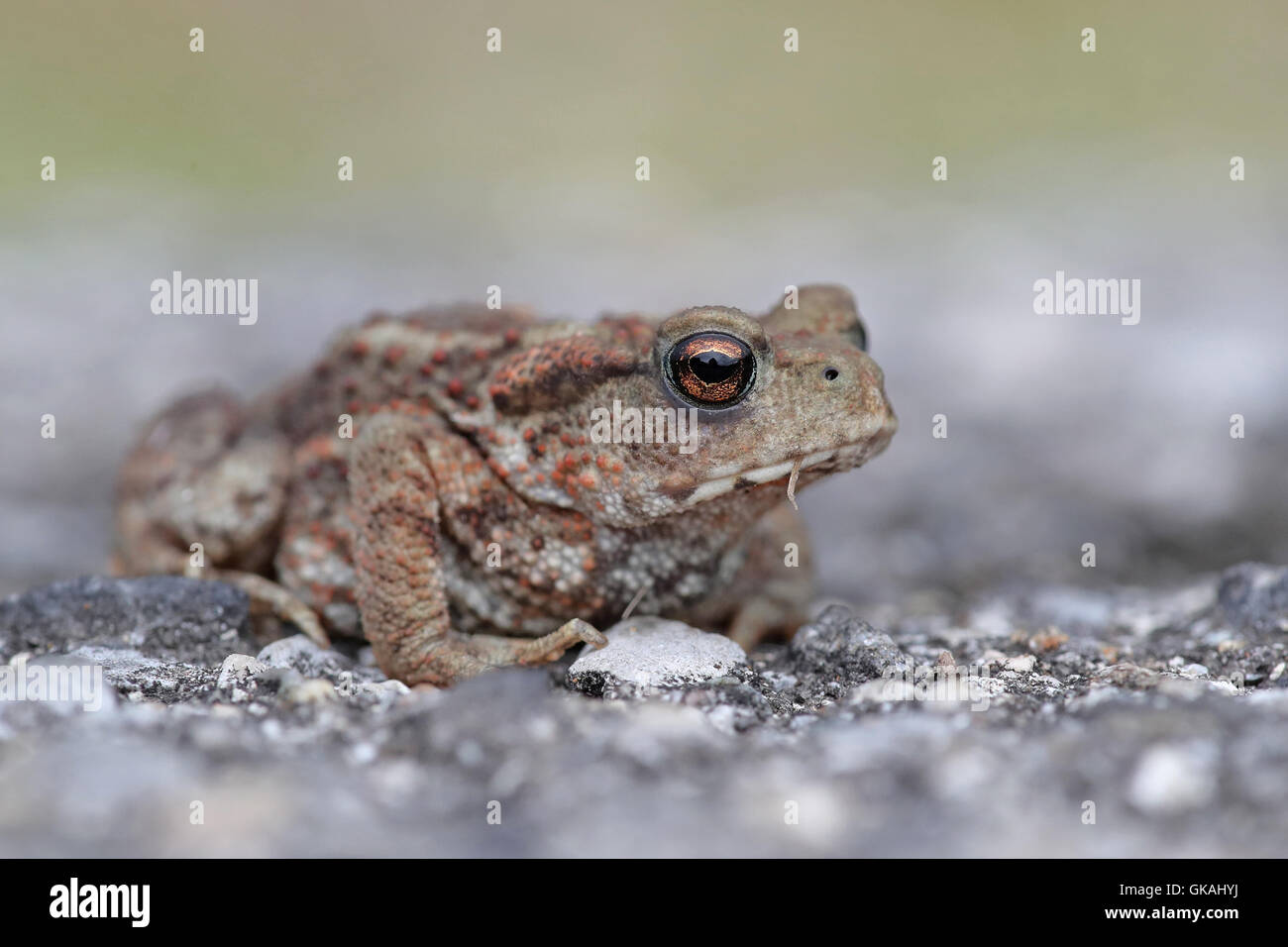 Baby toad hi-res stock photography and images - Alamy