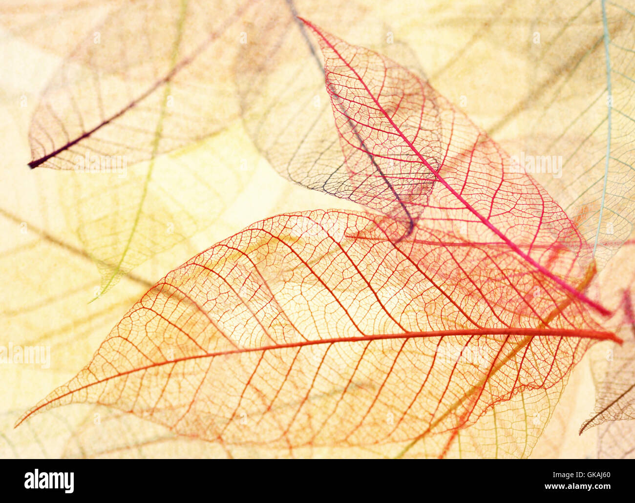 leaf colorful graphic Stock Photo - Alamy