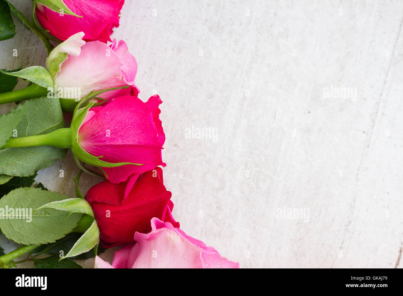 Pink fresh roses Stock Photo - Alamy