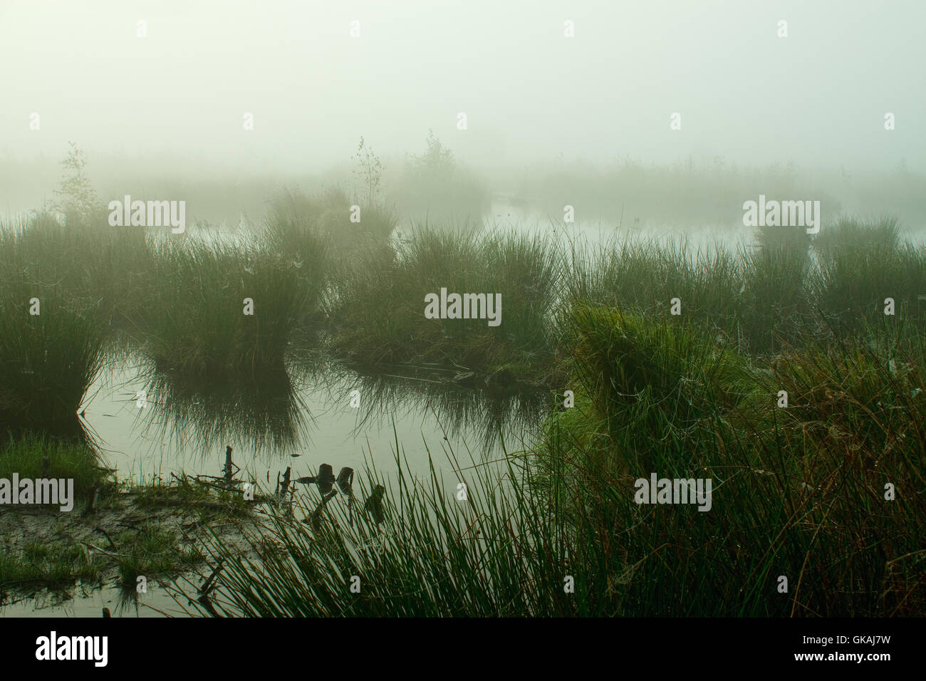 Fog net hi-res stock photography and images - Alamy