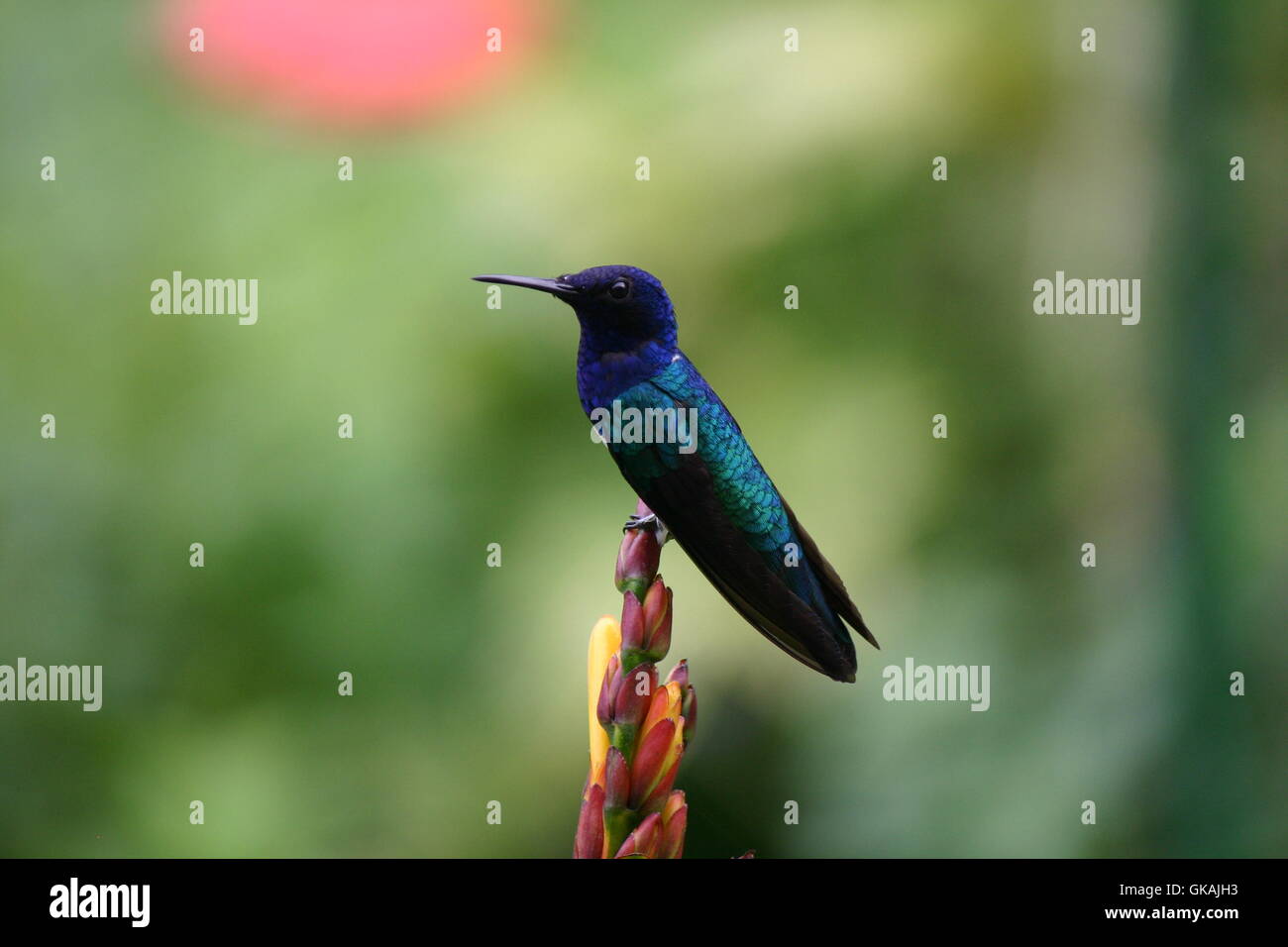 Jacobin bird hi-res stock photography and images - Alamy