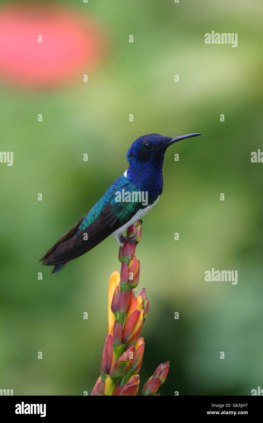 Jacobin bird hi-res stock photography and images - Alamy