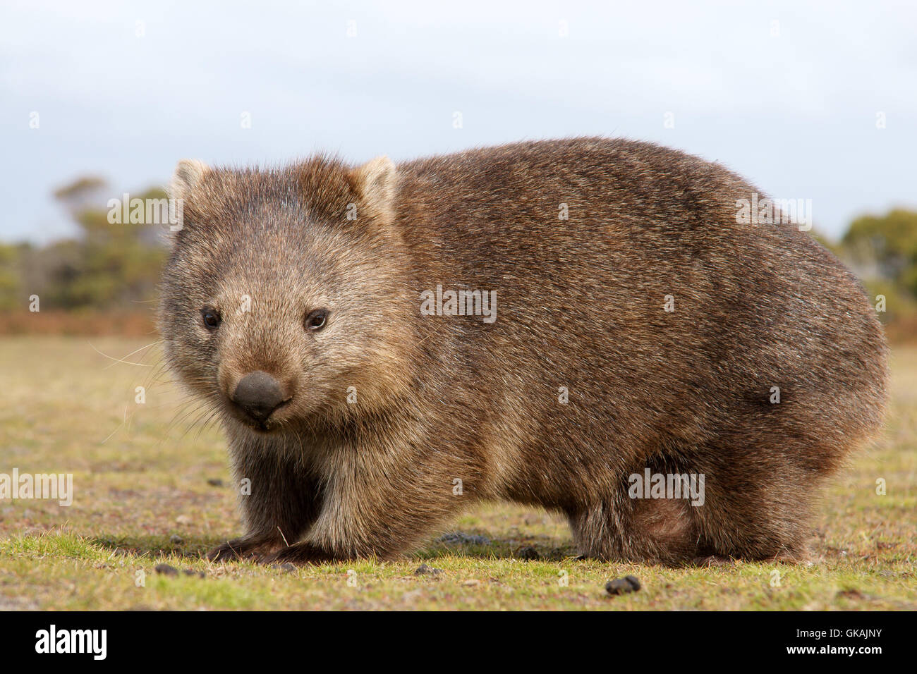 park animal mammal Stock Photo - Alamy