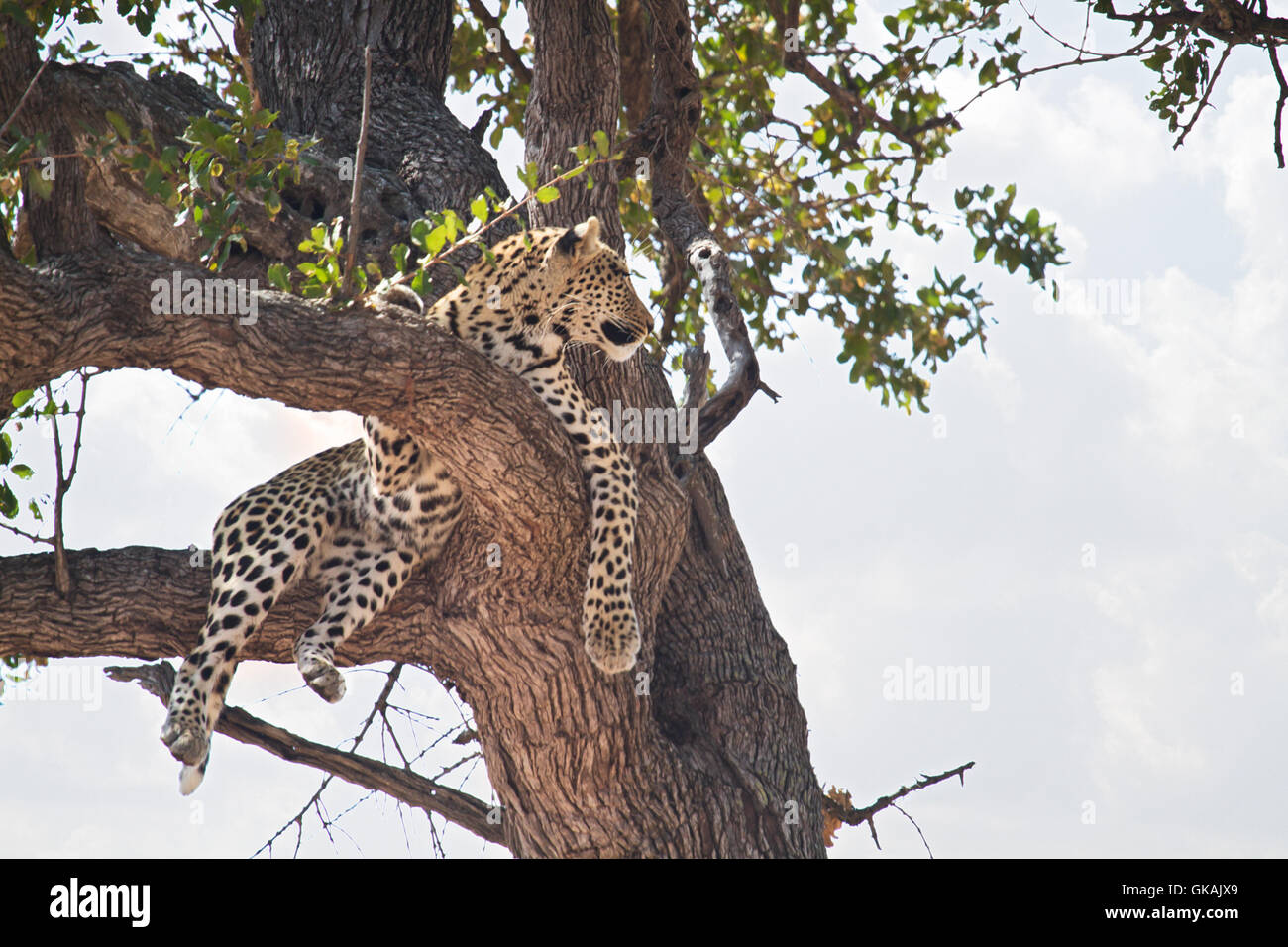 Africa big cat hi-res stock photography and images - Alamy