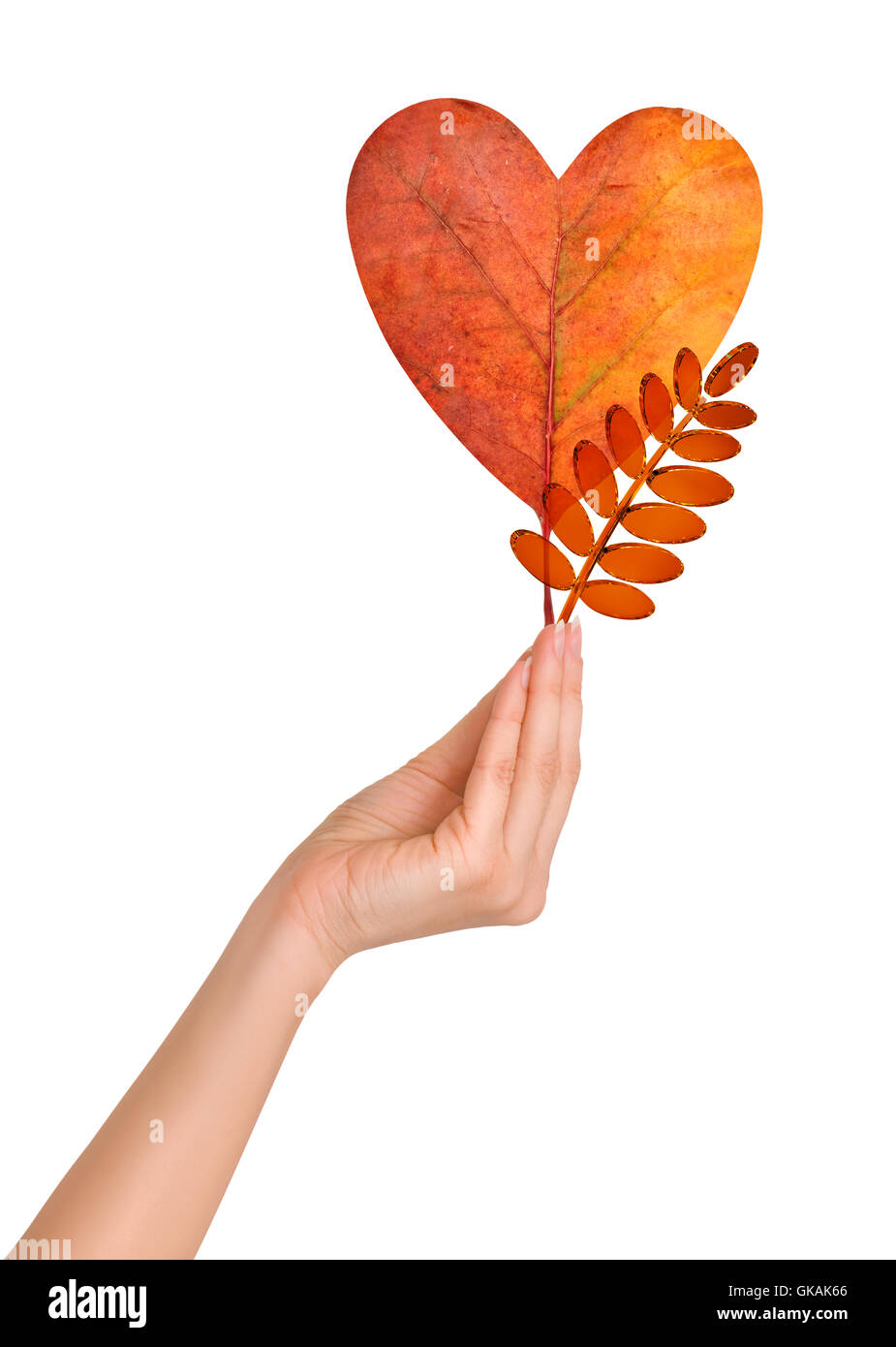 Finger shaped leaves hi-res stock photography and images - Alamy