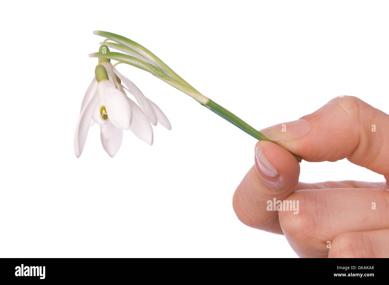 woman hand arrangement Stock Photo - Alamy
