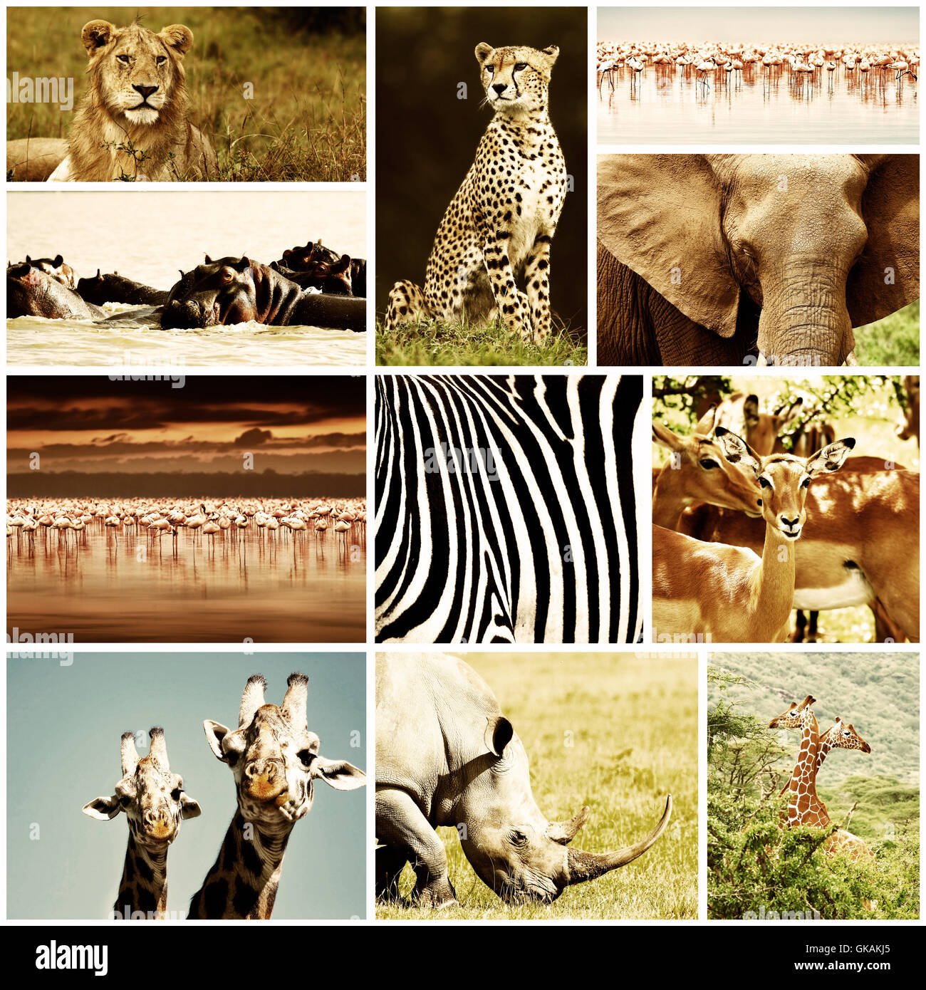 Big five collage hi-res stock photography and images - Alamy