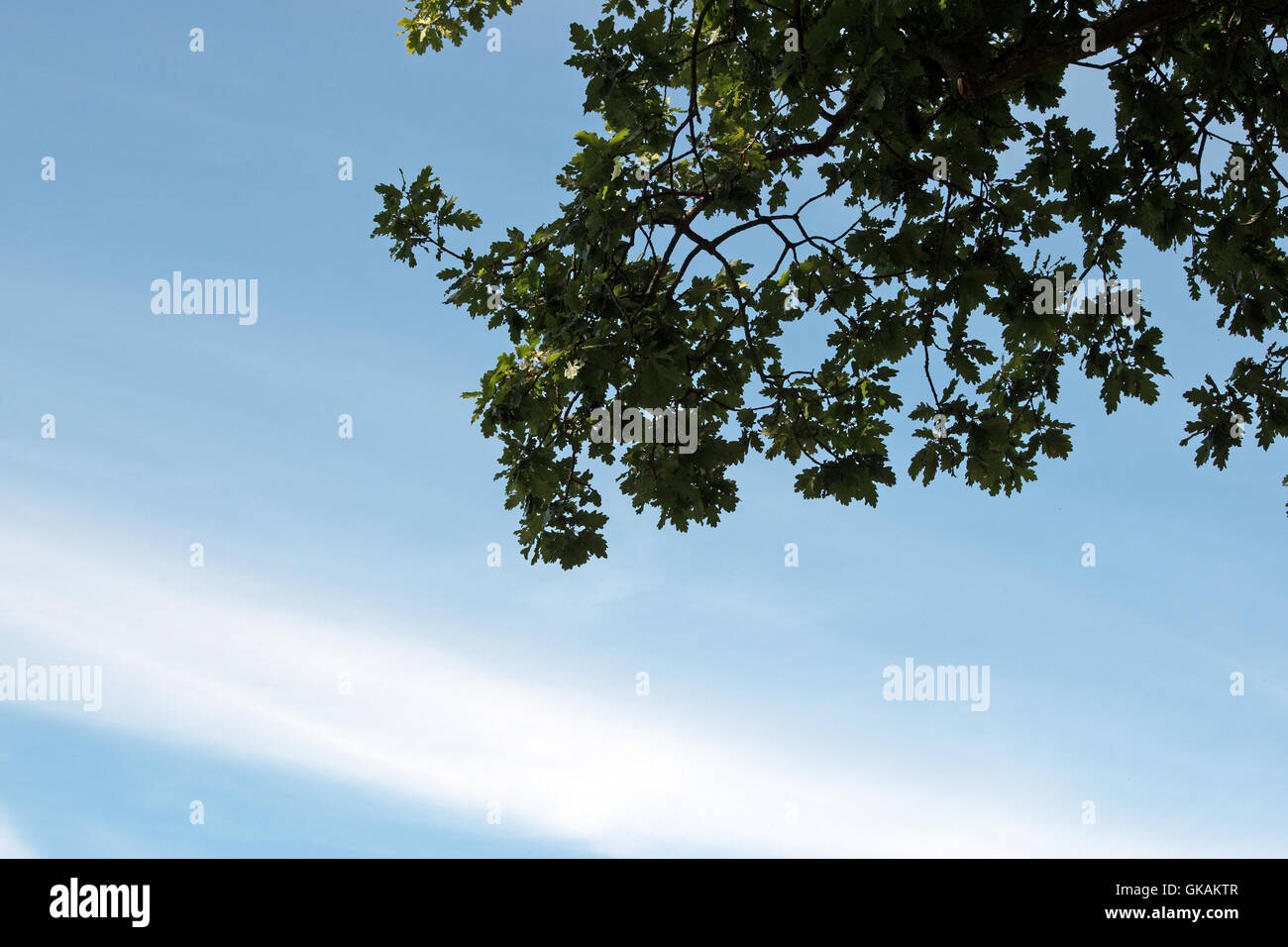 Abstract tree canopy hi-res stock photography and images - Alamy