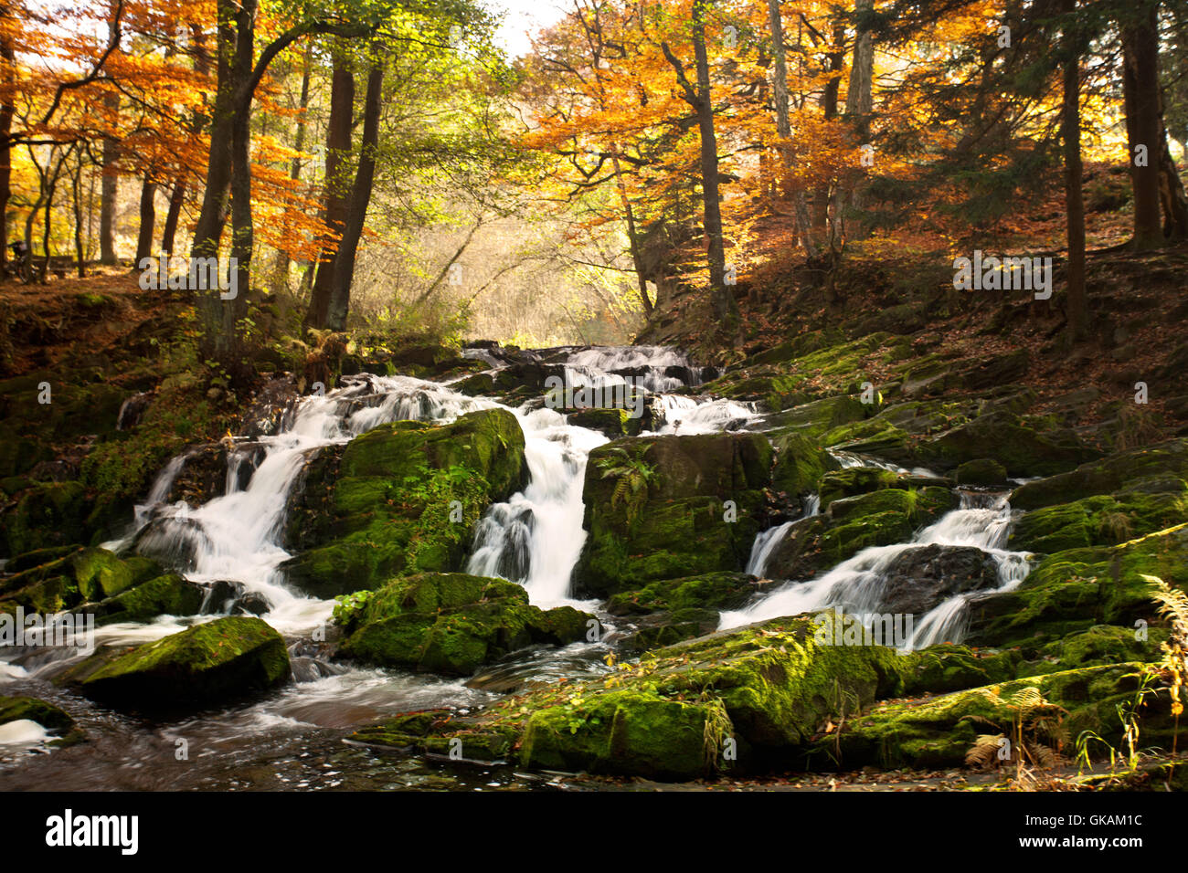 tree trees stream Stock Photo - Alamy