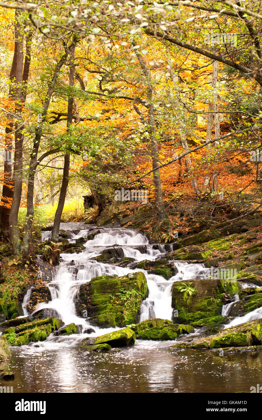 tree trees stream Stock Photo - Alamy