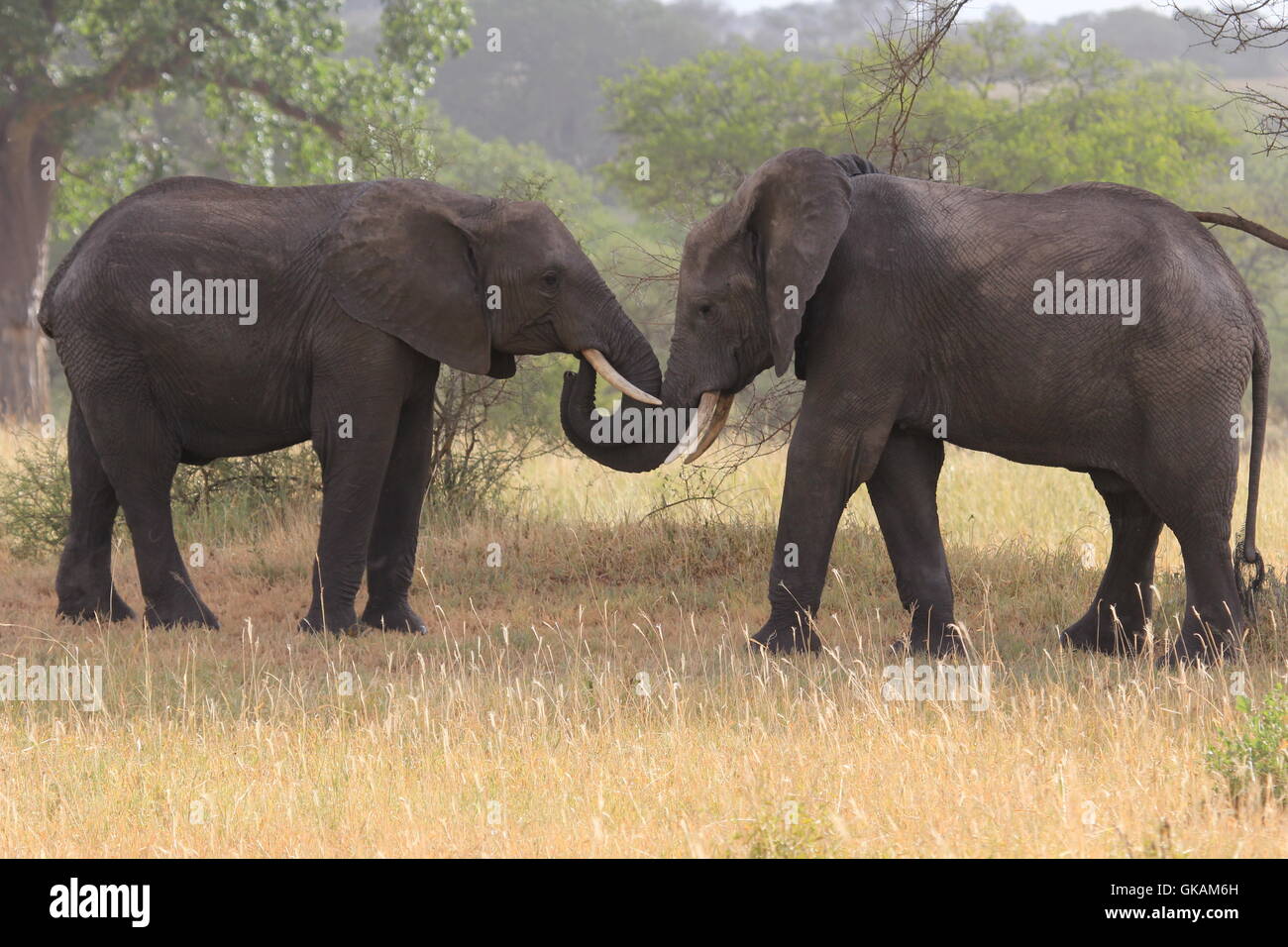 Elephant ears or elephants ears hi-res stock photography and images - Alamy