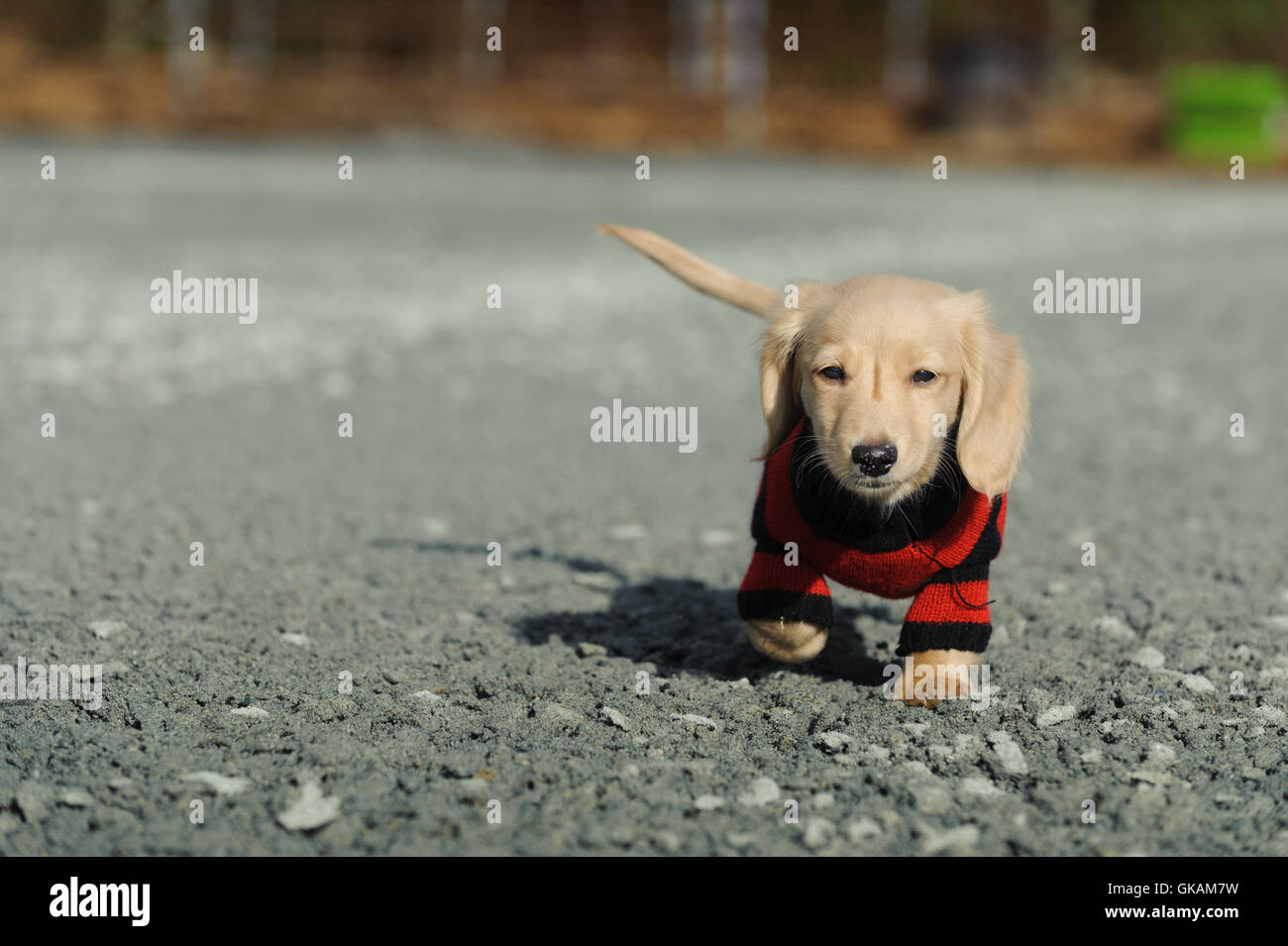 Pet animals hi-res stock photography and images - Alamy