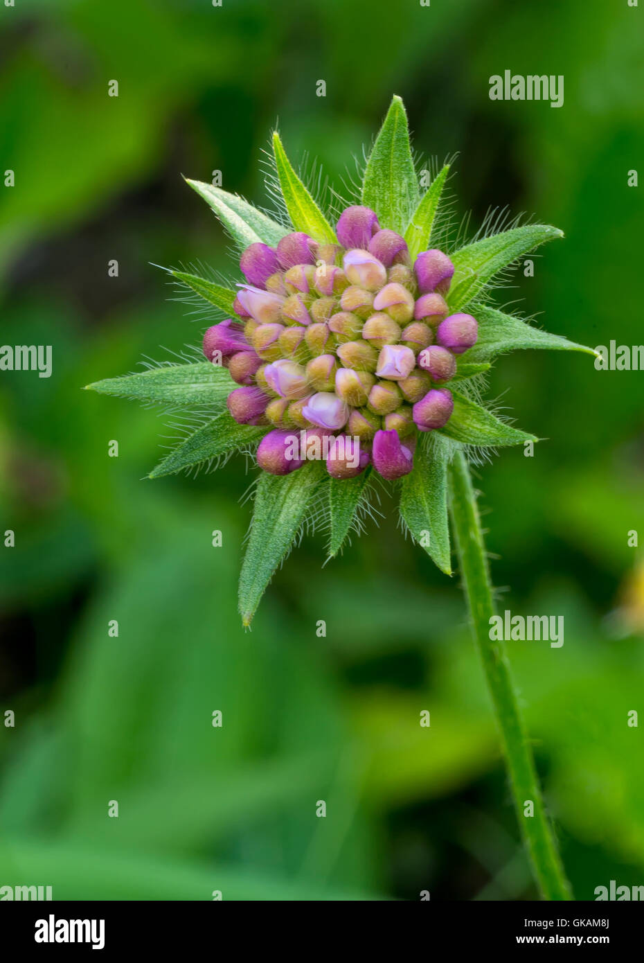 environment enviroment flower Stock Photo - Alamy