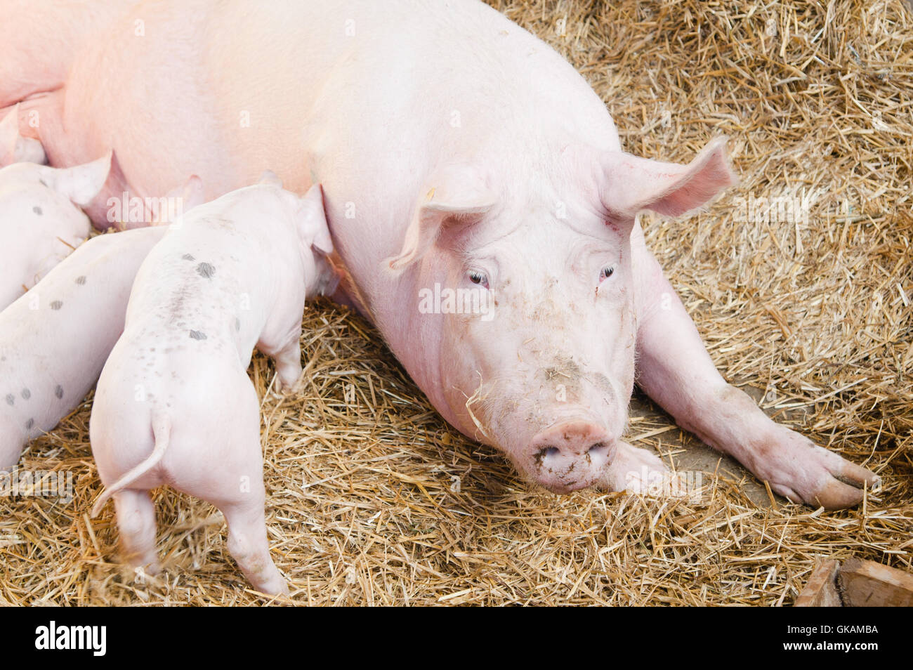 birth childbirth parturition Stock Photo - Alamy