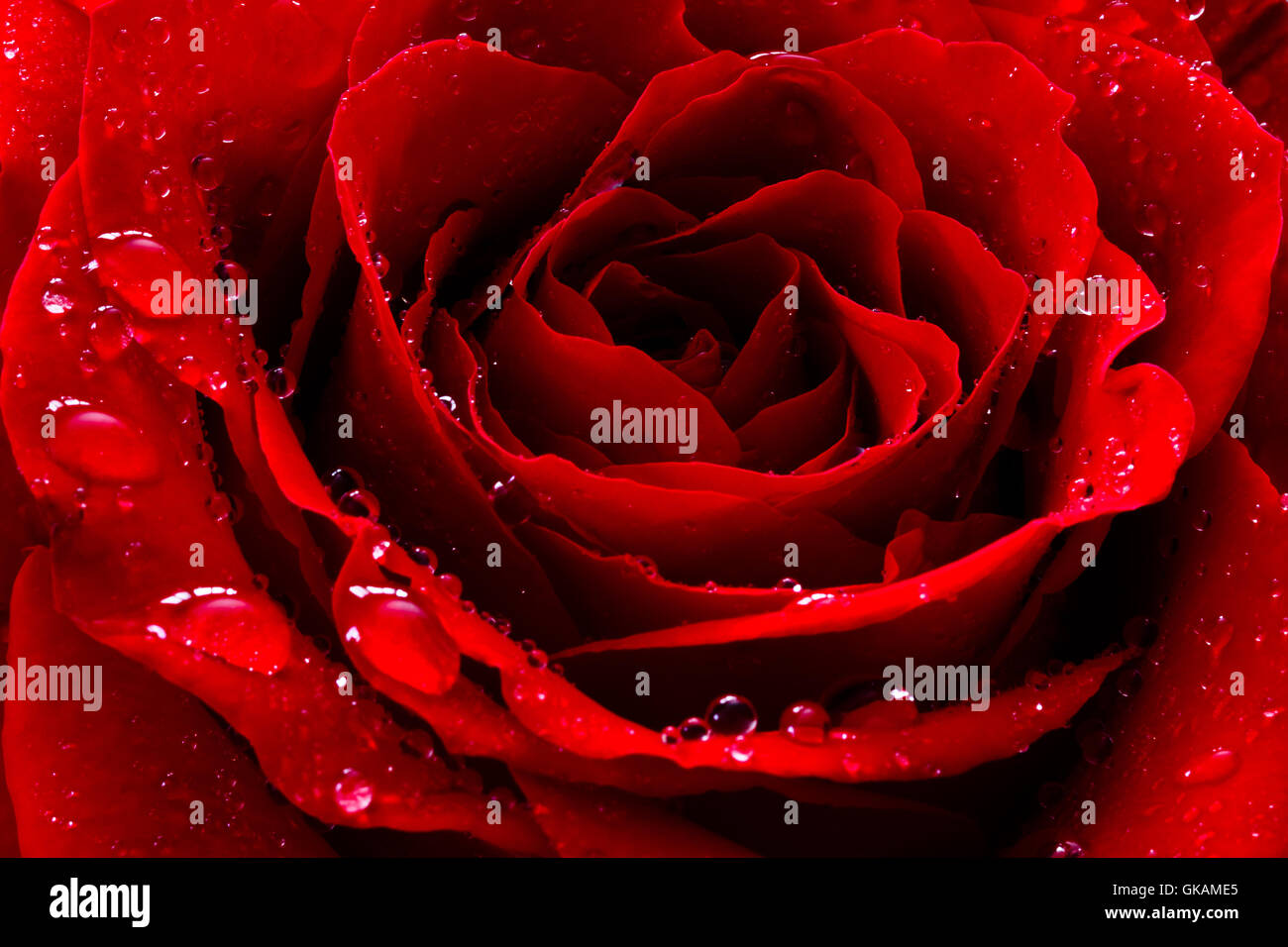 Nice rose flower hi-res stock photography and images - Alamy