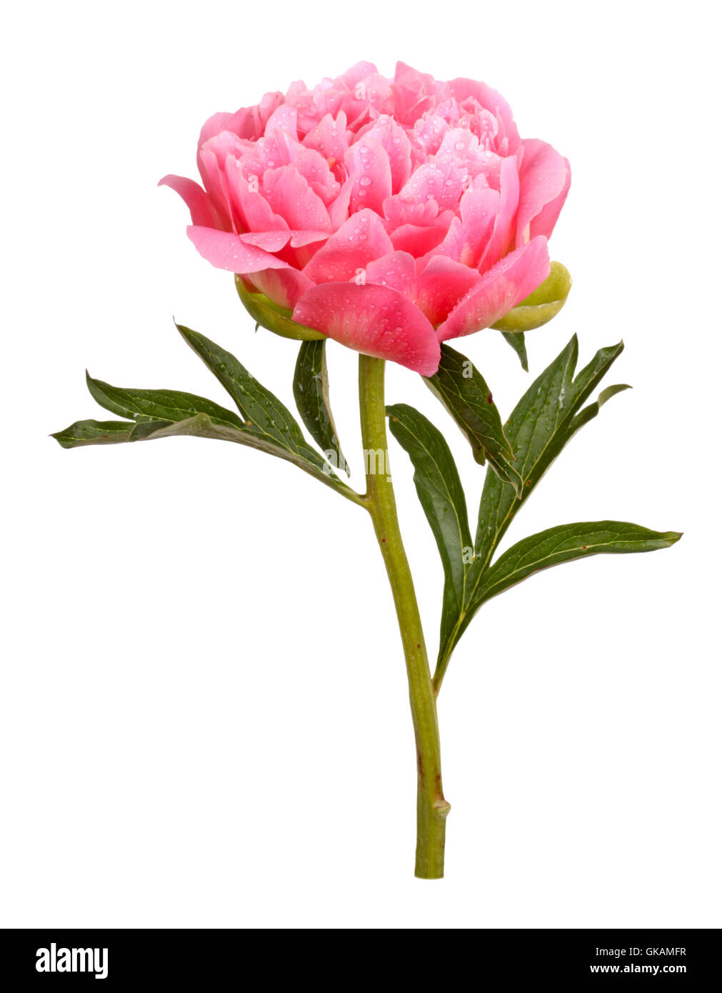 isolated flower plant Stock Photo - Alamy