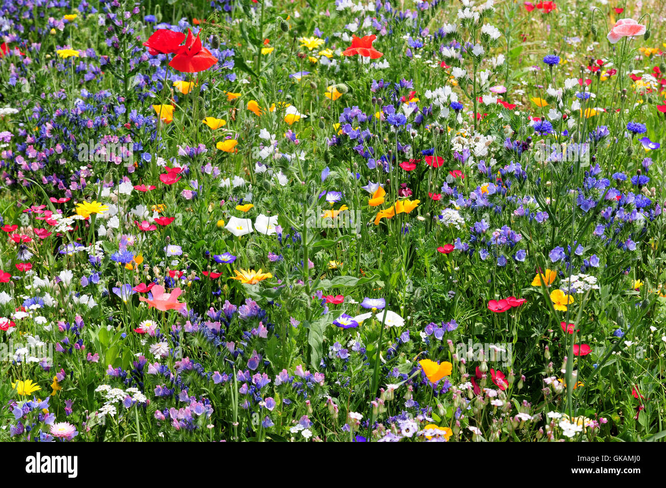 Coloured spring flower meadow hi-res stock photography and images - Alamy