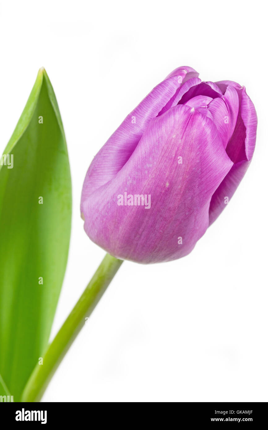 fuchsia tulip on white background Stock Photo - Alamy