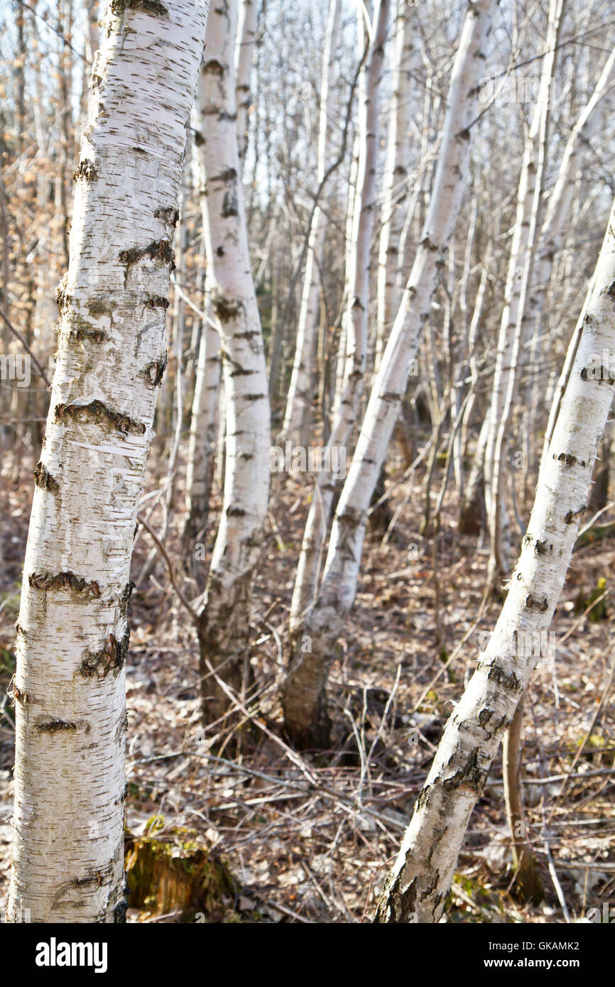 Birken hi-res stock photography and images - Alamy