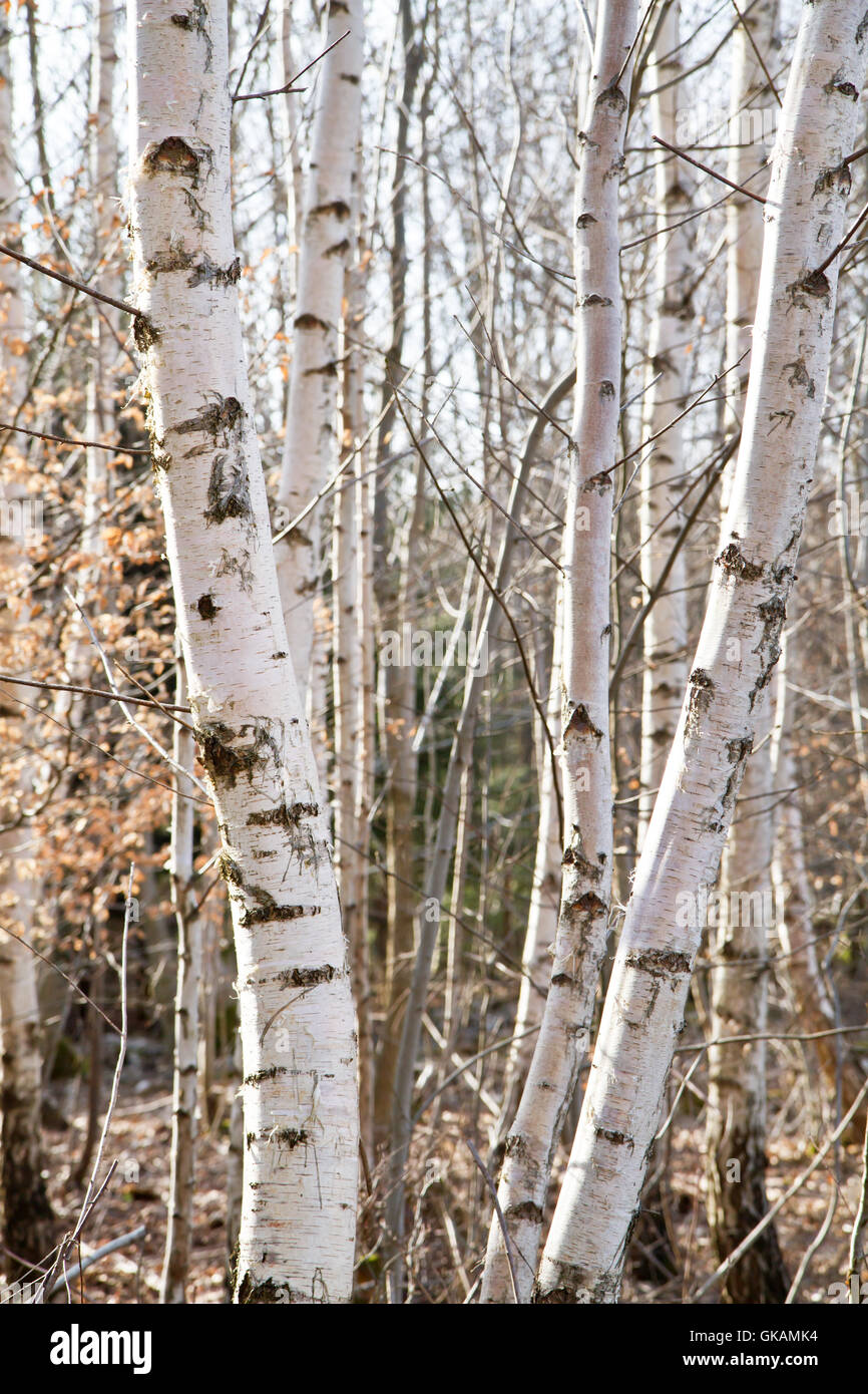 Birken hi-res stock photography and images - Alamy