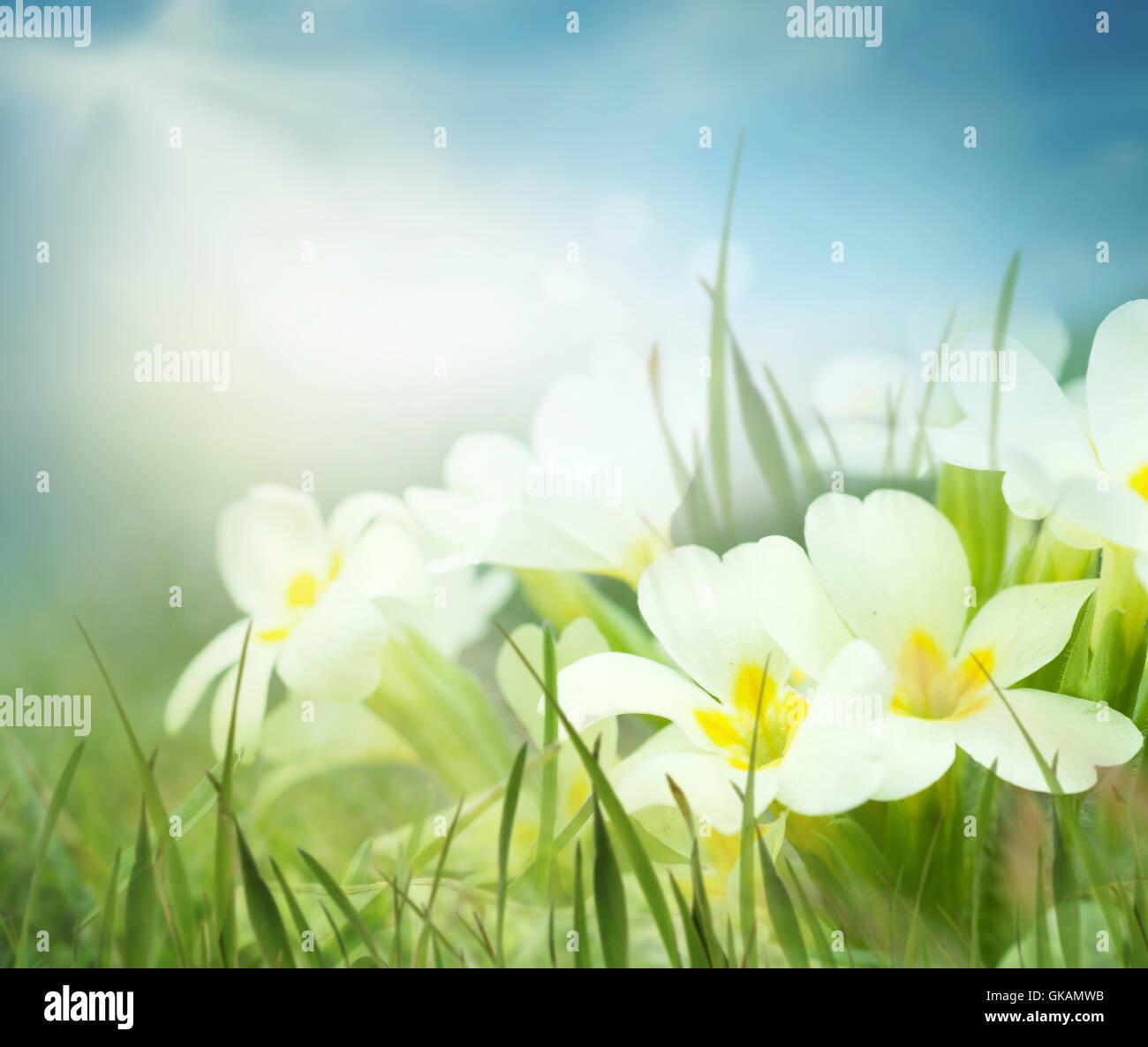 flower flowers plant Stock Photo - Alamy