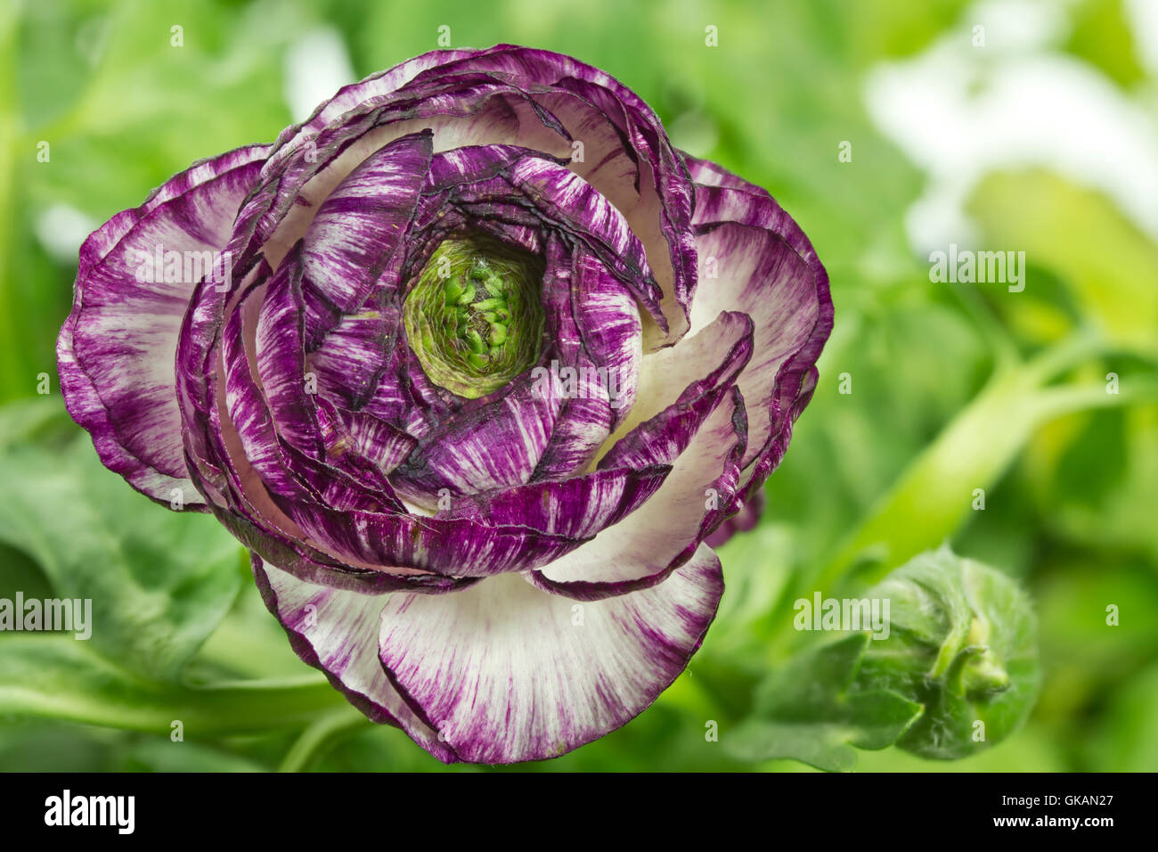 Ranunculus flower in detail hi-res stock photography and images - Alamy