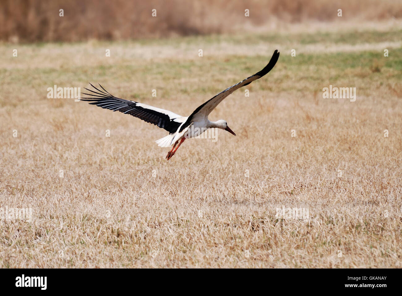 Bird wing hi-res stock photography and images - Alamy
