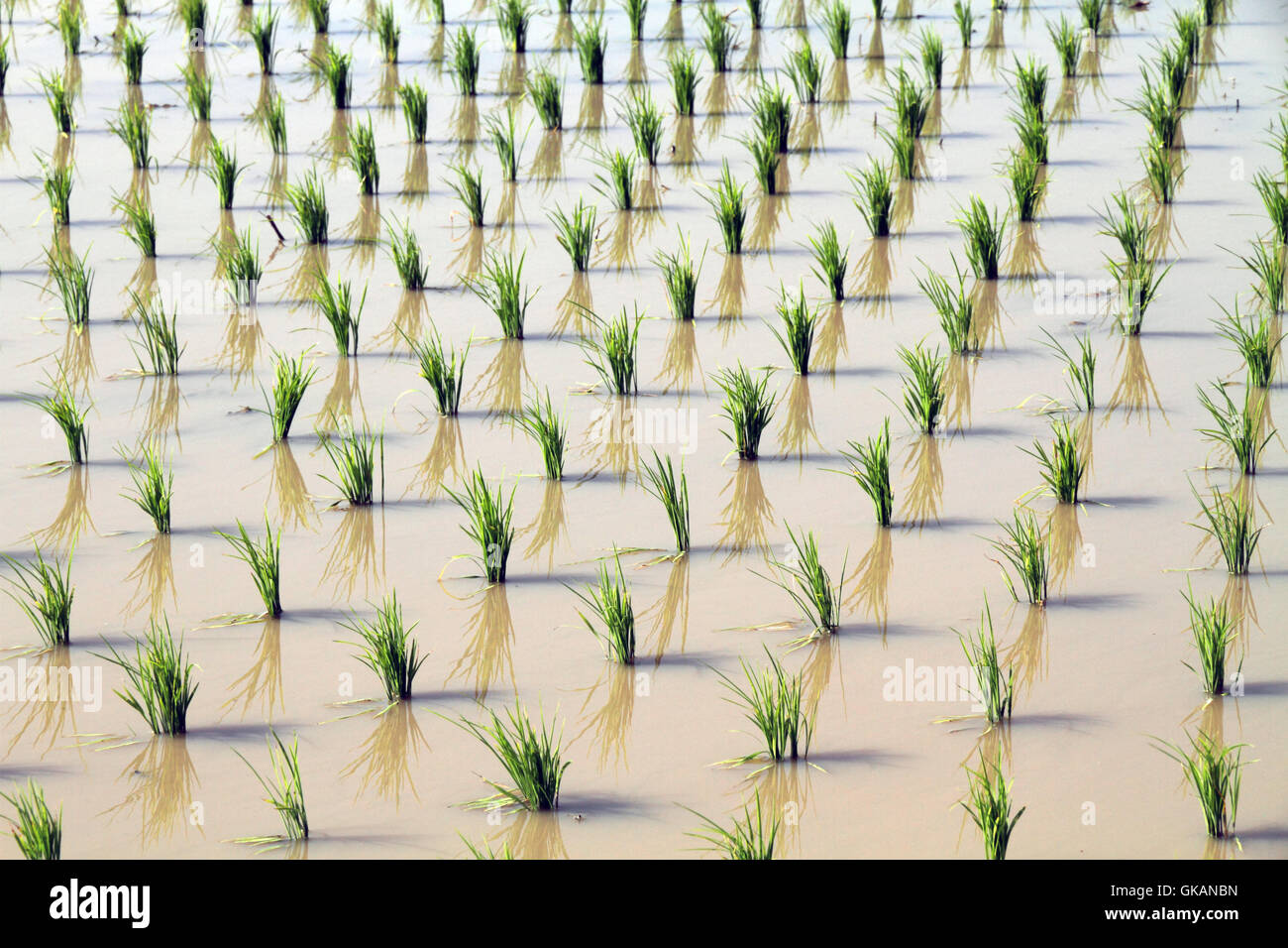 asia agriculture farming Stock Photo - Alamy
