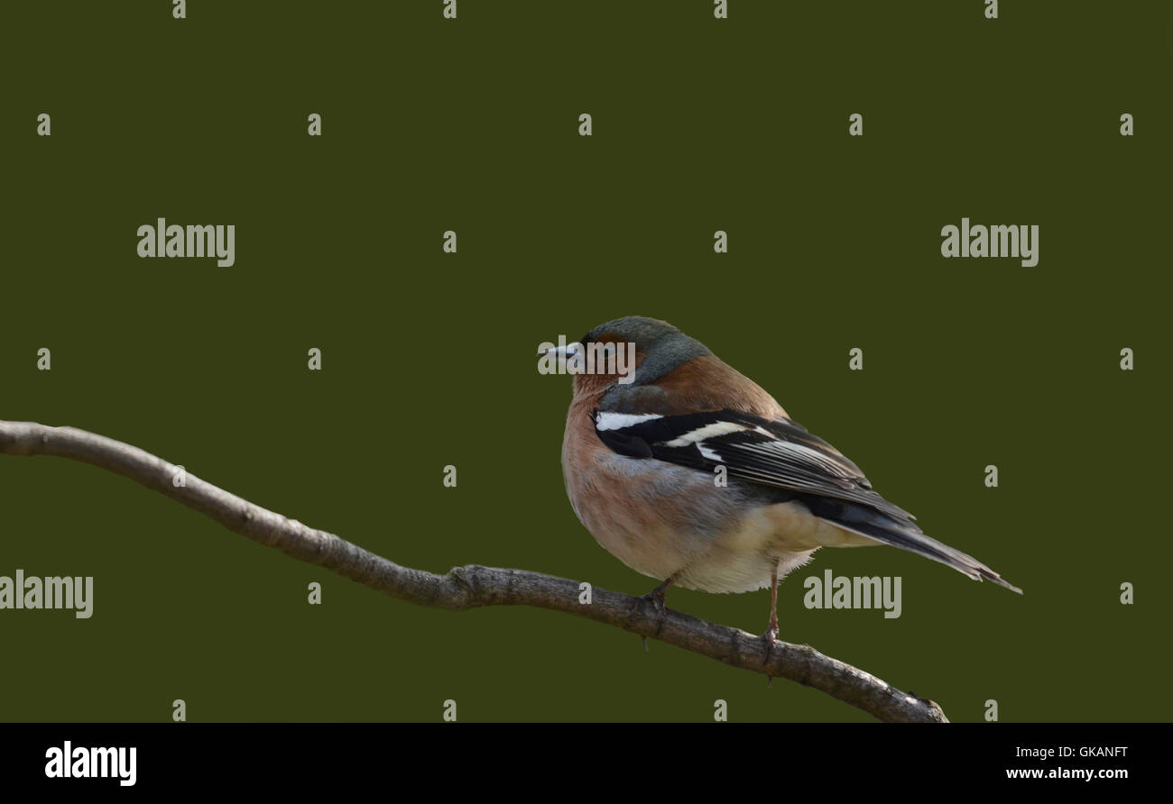 bird birds branch Stock Photo - Alamy