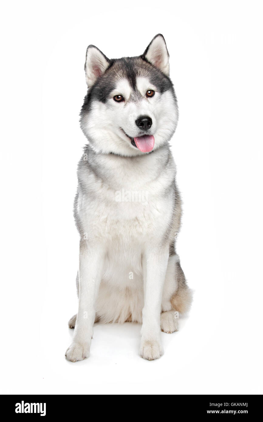 pet isolated animal Stock Photo - Alamy