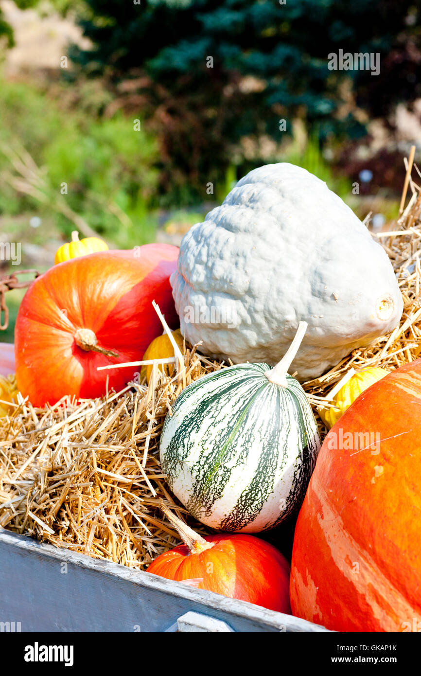 still life halloween pumpkin Stock Photo - Alamy