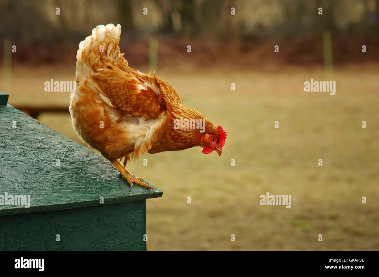 hunh jumps from the roof of the barn Stock Photo - Alamy