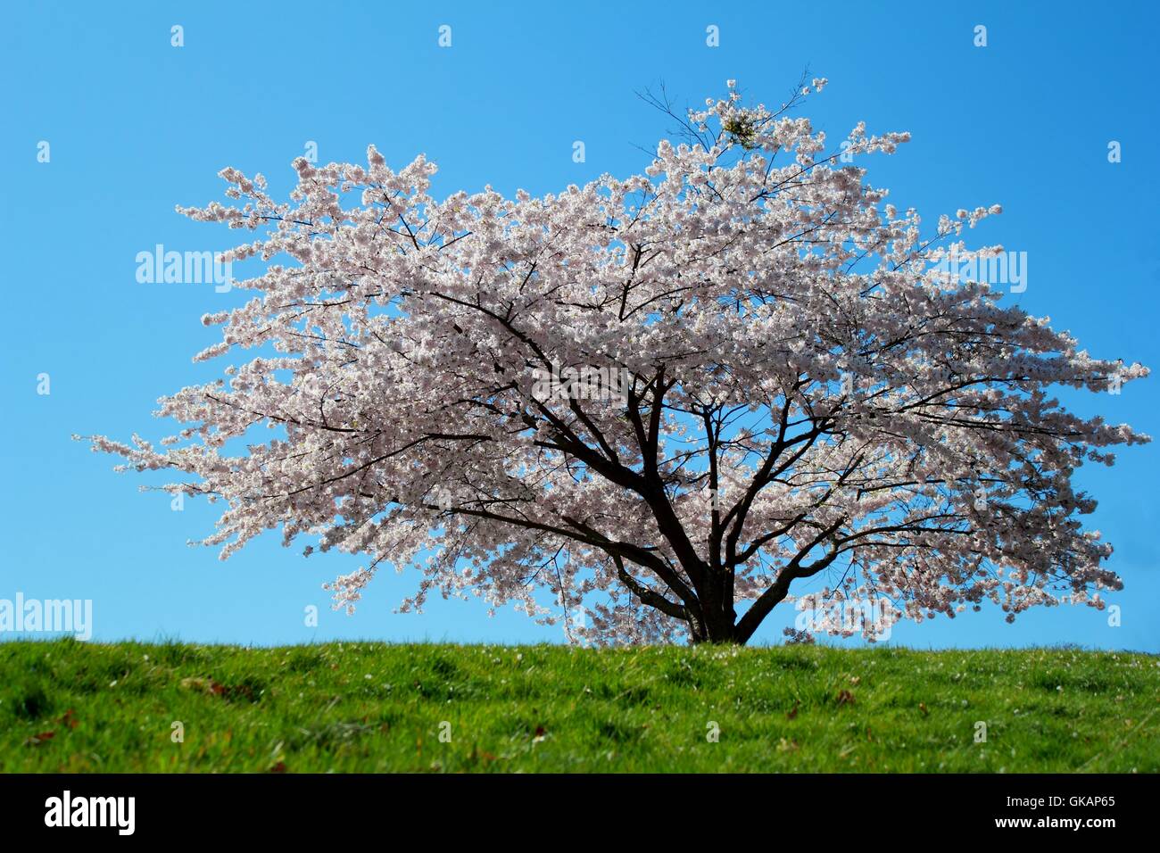 cherry blossoms in spring Stock Photo - Alamy